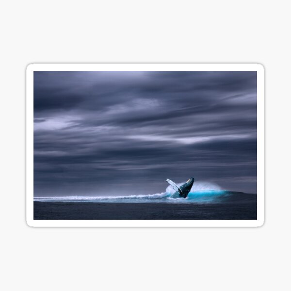 "Whale Breaching Waves" Sticker by sjphotocomau | Redbubble