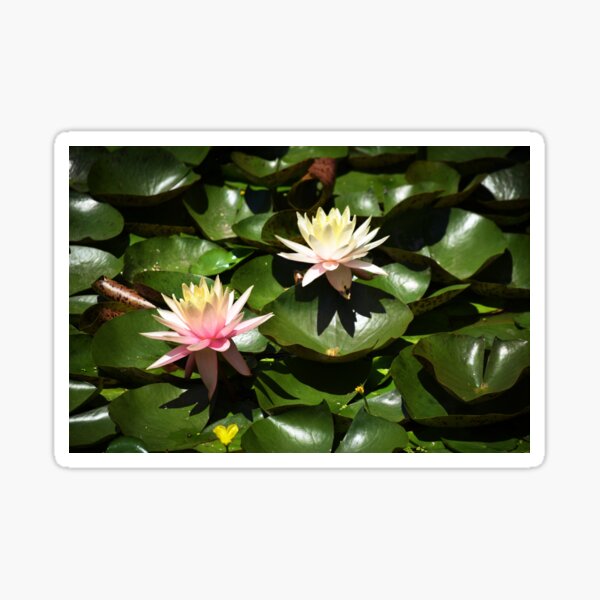 "Water Lily" Sticker for Sale by Reriginal | Redbubble