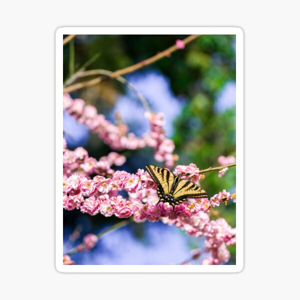 "Flutter" Sticker for Sale by amariswoo | Redbubble