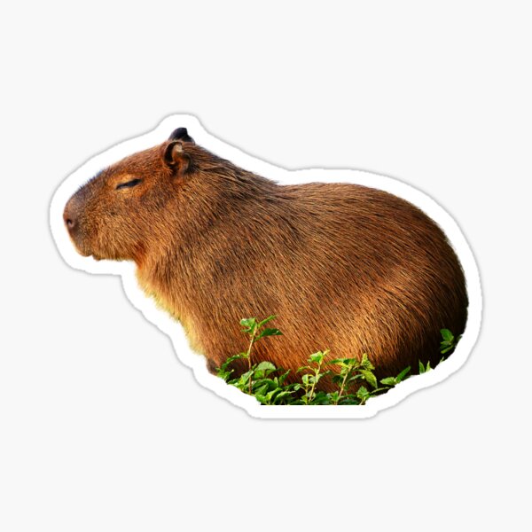 "Unfazed Capybara" Sticker for Sale by victoriaxlai | Redbubble