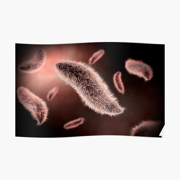 "Conceptual image of paramecium." Poster for Sale by StocktrekImages ...