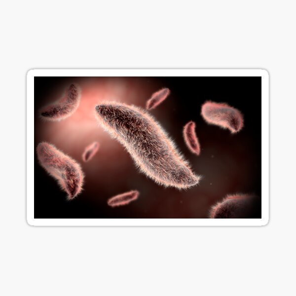 "Conceptual image of paramecium." Sticker by StocktrekImages | Redbubble