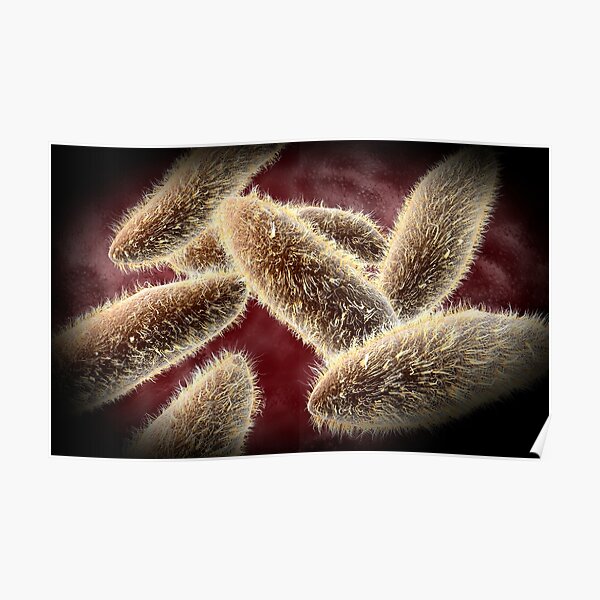 "Microscopic view of paramecium." Poster by StocktrekImages | Redbubble