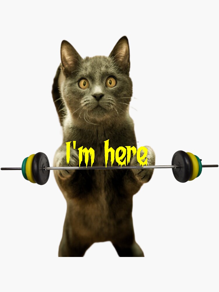 " weightlifting cat sticker " Sticker for Sale by Ismail20 | Redbubble