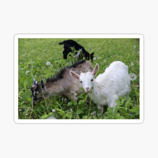 "Cute Goat grazing" Sticker for Sale by SVZOLOTAREVA | Redbubble