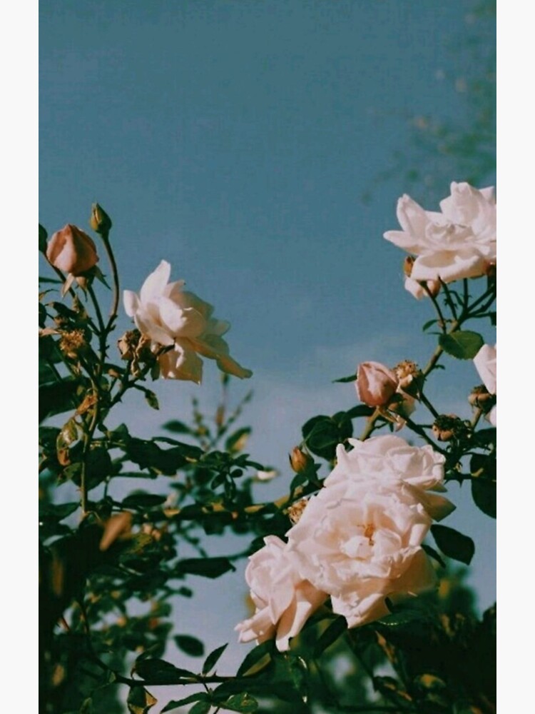 "aesthetic blured roses design" Sticker by BosnianTee | Redbubble