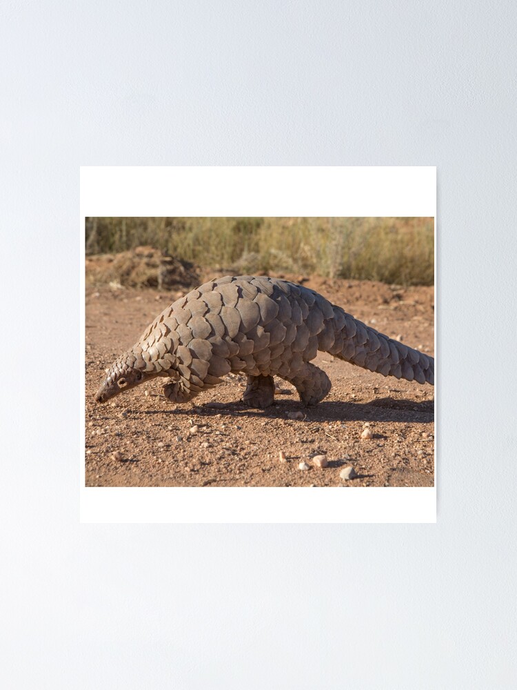 "pangolin lover, save the pangolins, endangered pangolin- pangolin ...