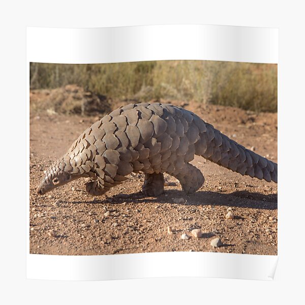 "pangolin lover, save the pangolins, endangered pangolin- pangolin ...