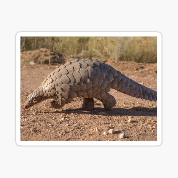 "pangolin lover, save the pangolins, endangered pangolin- pangolin ...