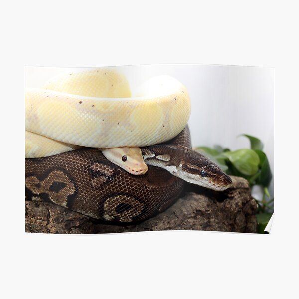 "Ball Pythons" Poster for Sale by Dimitri279 | Redbubble