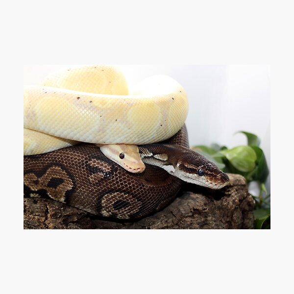 "Ball Pythons" Photographic Print by Dimitri279 | Redbubble