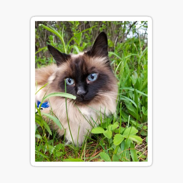 "Maya" Sticker by Dimitri279 | Redbubble