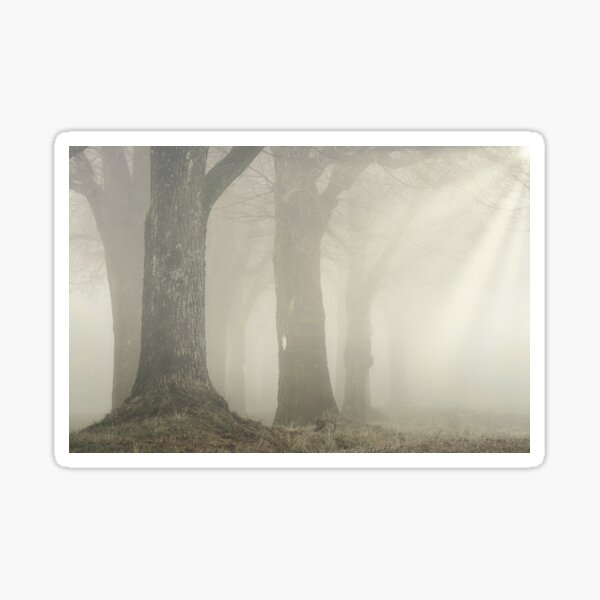 " forest in the fog" Sticker by filipjugowiec | Redbubble