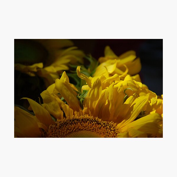 "Sunflower in shade" Photographic Print by Sheeling | Redbubble