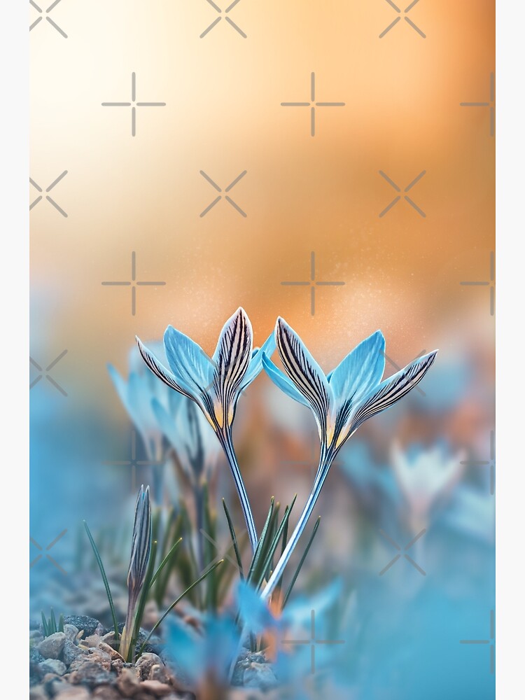 Póster «Macro de dos flores de azafrán a rayas azul claro en un paisaje ...