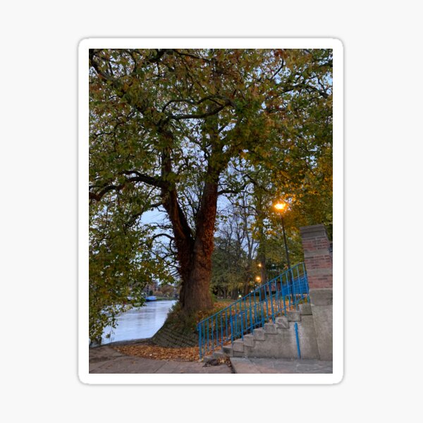 "Tree Overlooking River Ouse" Sticker by TaurusBaby | Redbubble