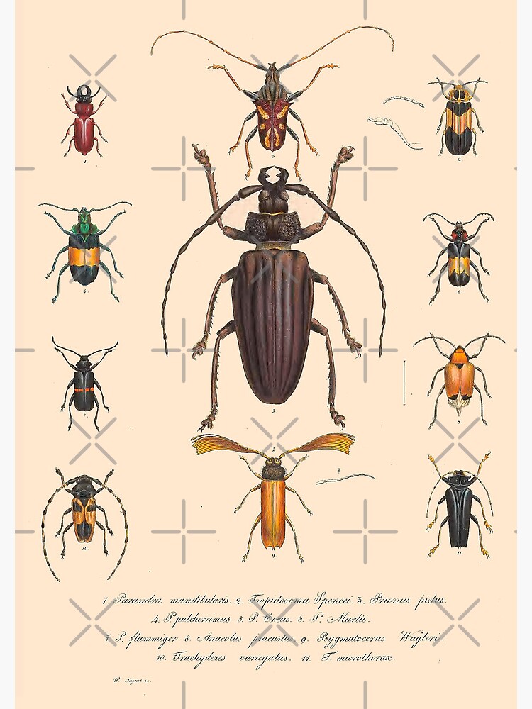 Cuaderno de espiral «Póster de ilustración científica de insectos - Escarabajos III, 1830.» de ...
