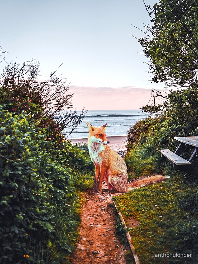 "Oregon Coast Sunrise-Fox at the Beach" Poster for Sale by ...