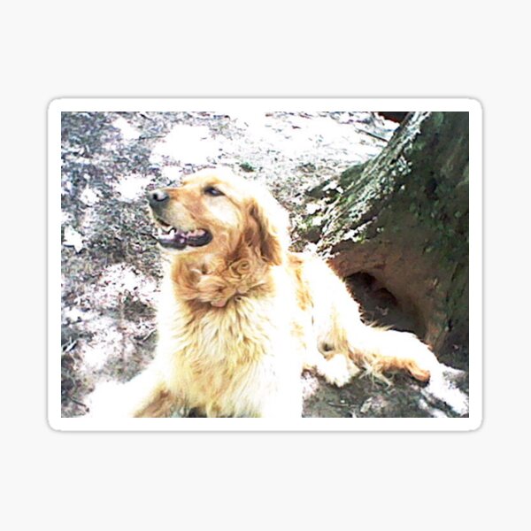 "Content" Sticker for Sale by Zeldamushroom21 | Redbubble