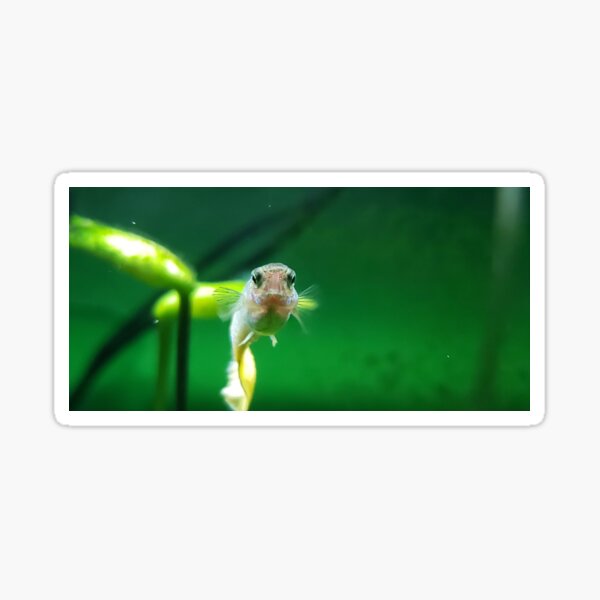 "Guppy" Sticker by theway06 | Redbubble