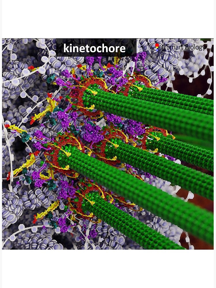 "Kinetochore " Poster for Sale by vivianan67 | Redbubble