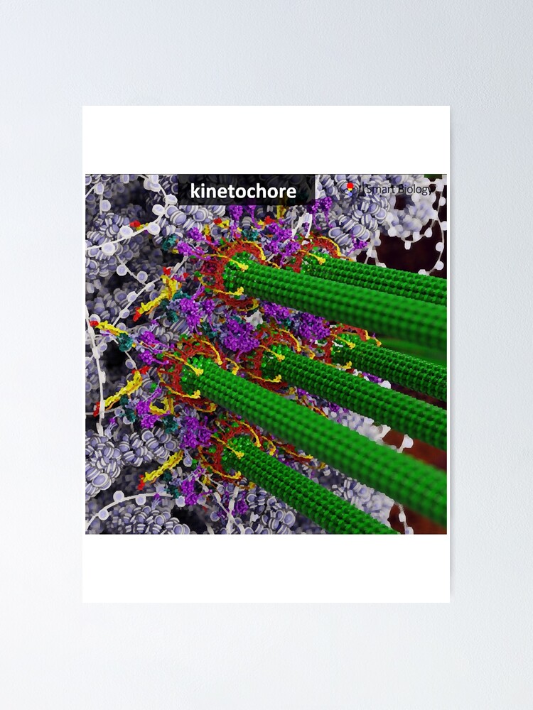 "Kinetochore " Poster for Sale by vivianan67 | Redbubble