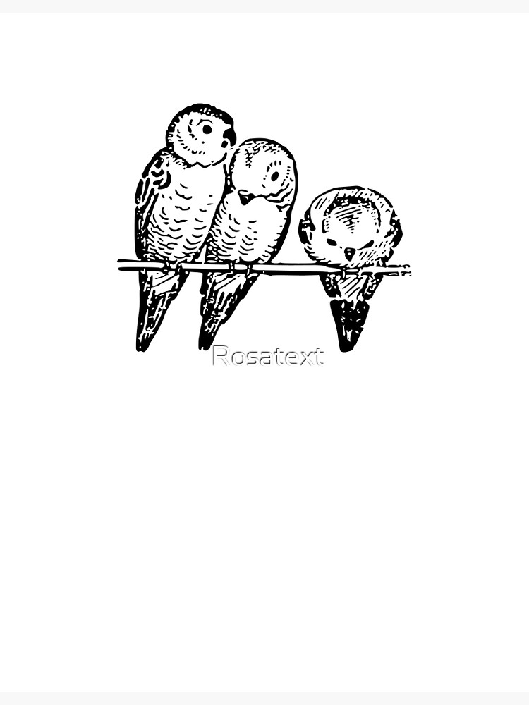 "Parakeets / Quaker parrot drawing" Poster by Rosatext | Redbubble