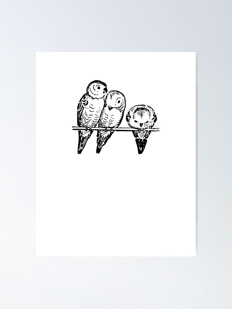 "Parakeets / Quaker parrot drawing" Poster by Rosatext | Redbubble