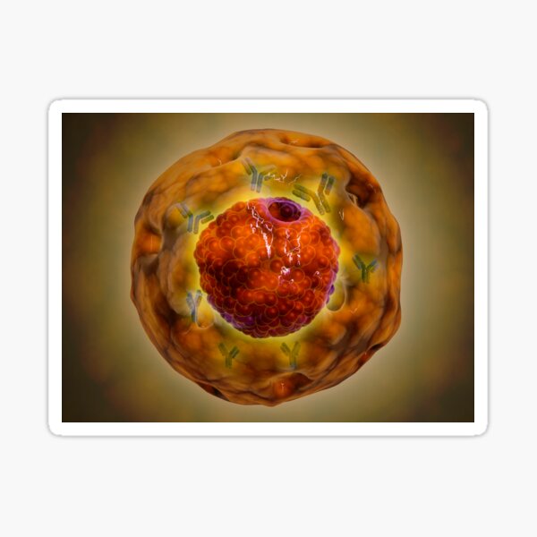 "Cell nucleus with chromosome." Sticker for Sale by StocktrekImages ...
