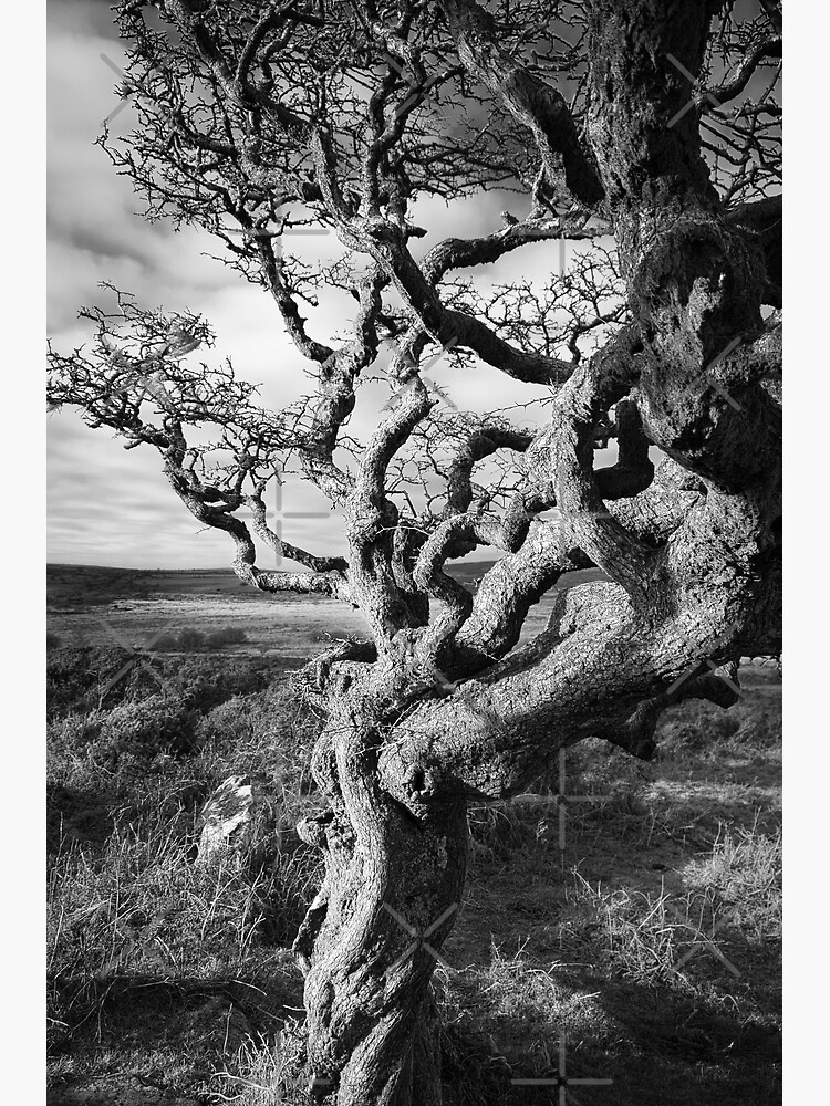 Lámina fotográfica «Árbol retorcido del Parque Nacional de Dartmoor ...