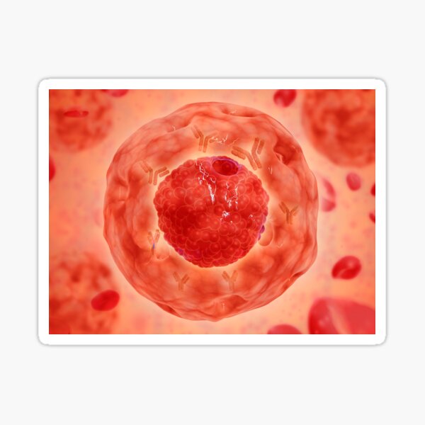 "Cell nucleus with chromosome." Sticker for Sale by StocktrekImages ...