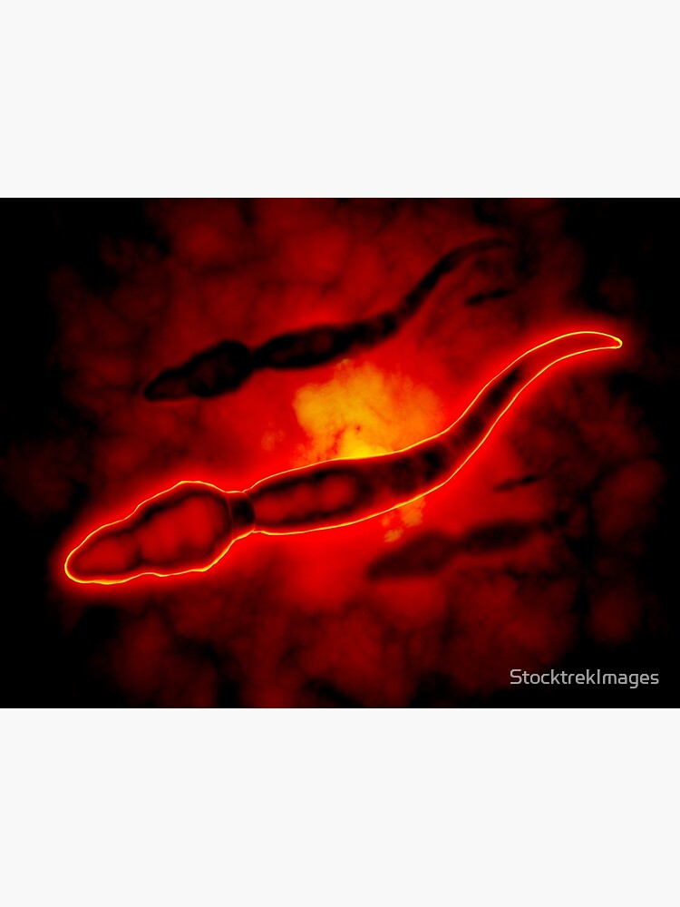Microscopic View Of Male Sperm Cells Poster By Stocktrekimages Redbubble
