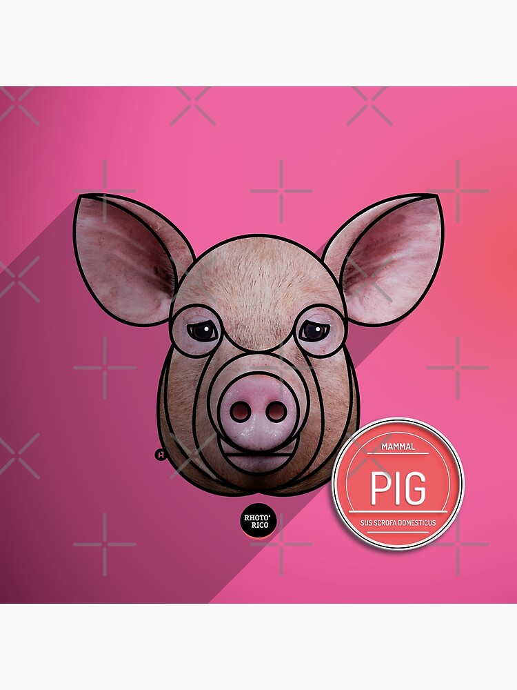 "PIG - COLORO - Sus scrofa domesticus" Poster by Rhotorico | Redbubble