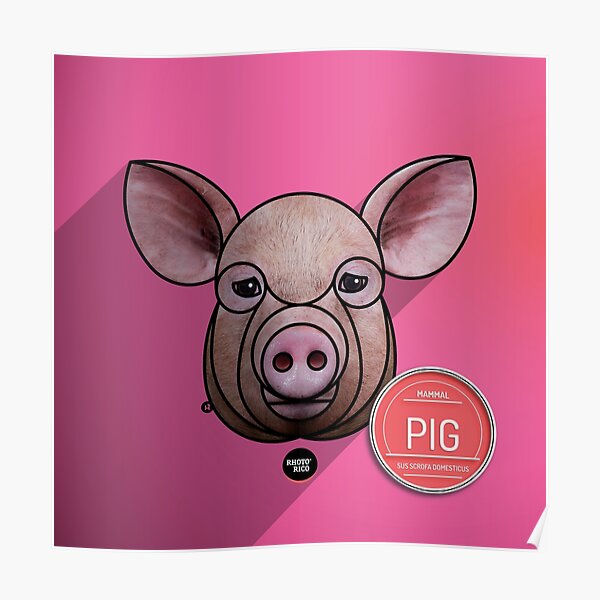 "PIG - COLORO - Sus scrofa domesticus" Poster by Rhotorico | Redbubble