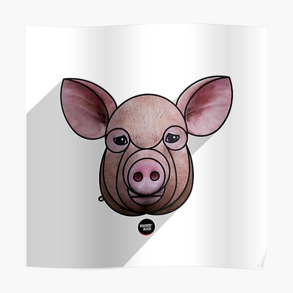 "PIG - BLANCO - Sus scrofa domesticus" Poster for Sale by Rhotorico ...