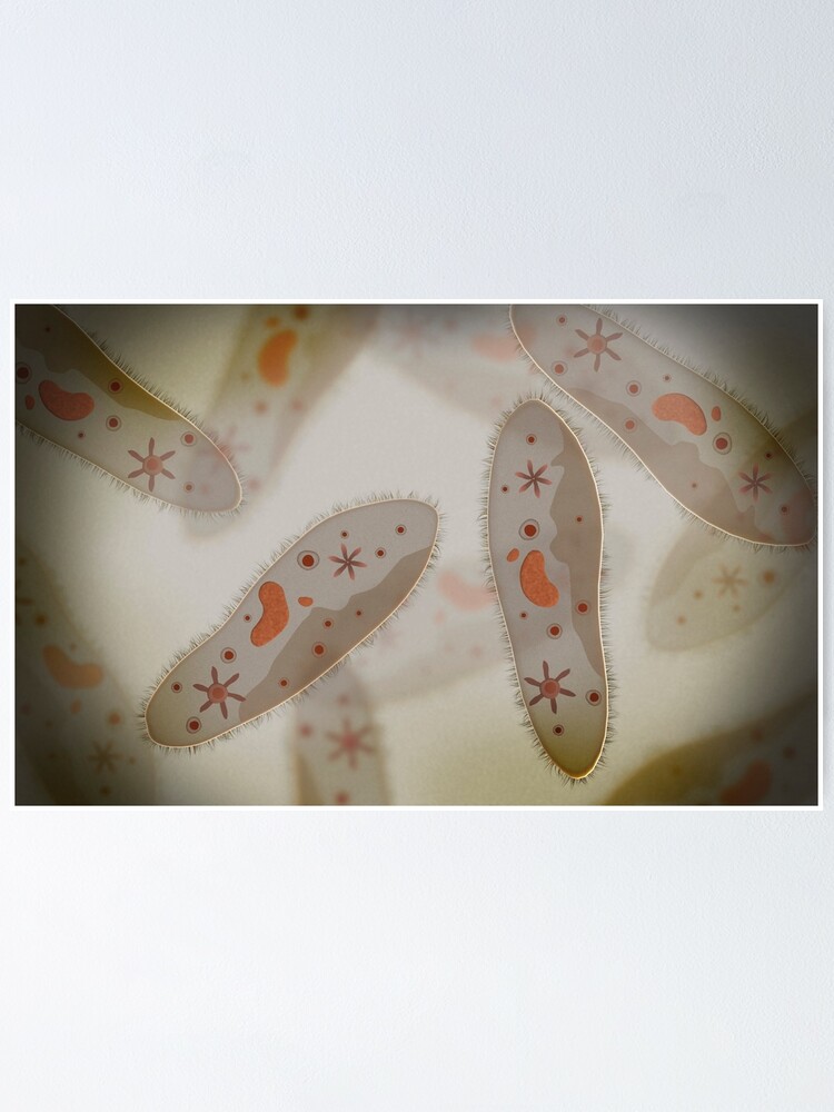 "Microscopic view of paramecium." Poster by StocktrekImages | Redbubble
