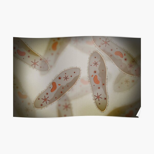 "Microscopic view of paramecium." Poster by StocktrekImages | Redbubble