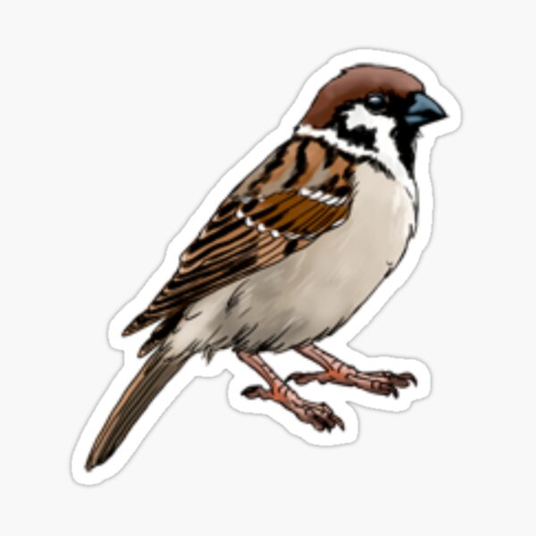 "Sparrow Art Sticker" Sticker by GalinStickers | Redbubble