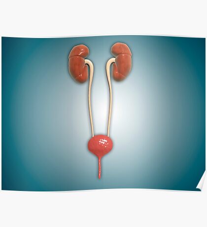 Excretory System Posters | Redbubble