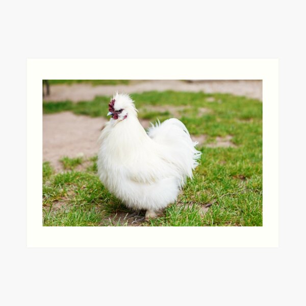 "Fancy Chicken Silkie" Art Print by LukeSzczepanski | Redbubble