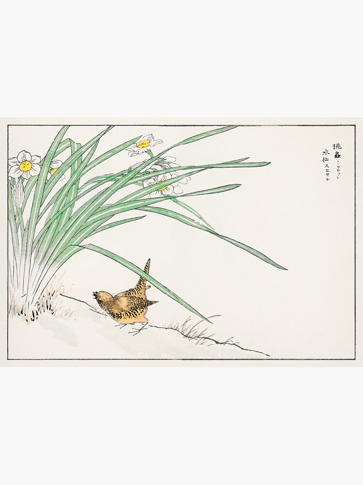 "japanese wren and daffodil illustration 43380648731" Sticker by Bird ...