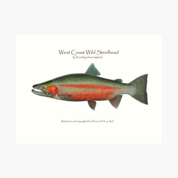 Steelhead Art Prints | Redbubble