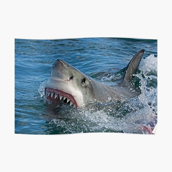 Great White Shark Posters | Redbubble