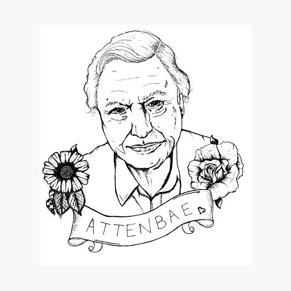 "David Attenborough - AttenBae Original Sketch" Photographic Print by ...