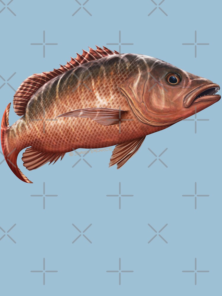 "Mangrove Jack" T-shirt for Sale by barradingo | Redbubble | mangrove ...