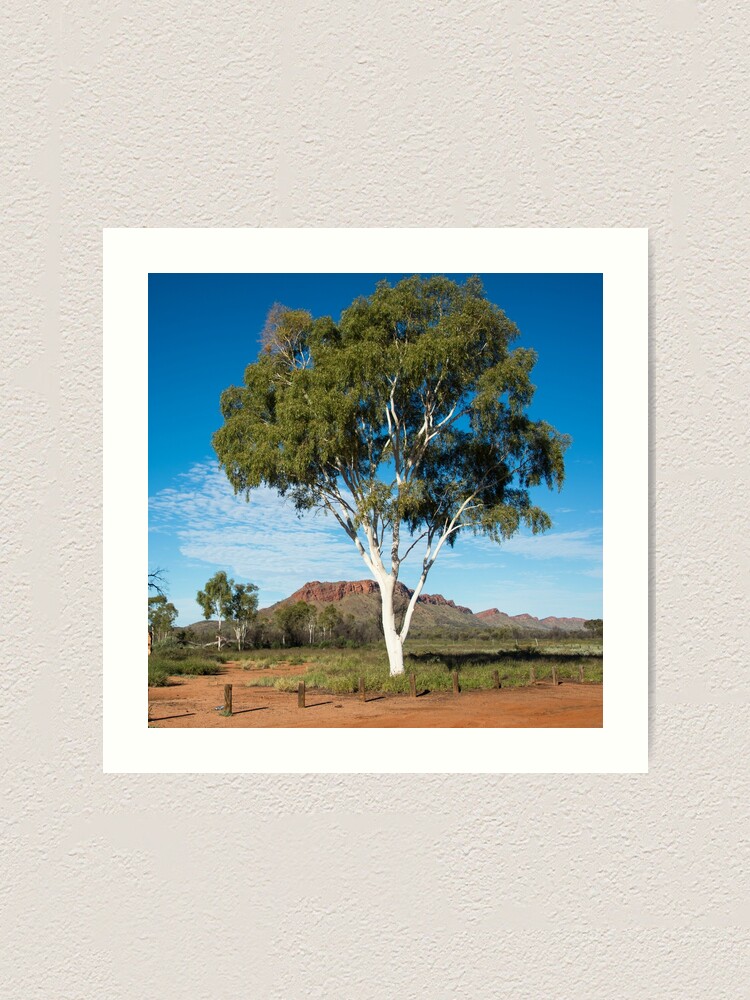 "Alice Springs Ghost Gum" Art Print for Sale by B4dementia | Redbubble