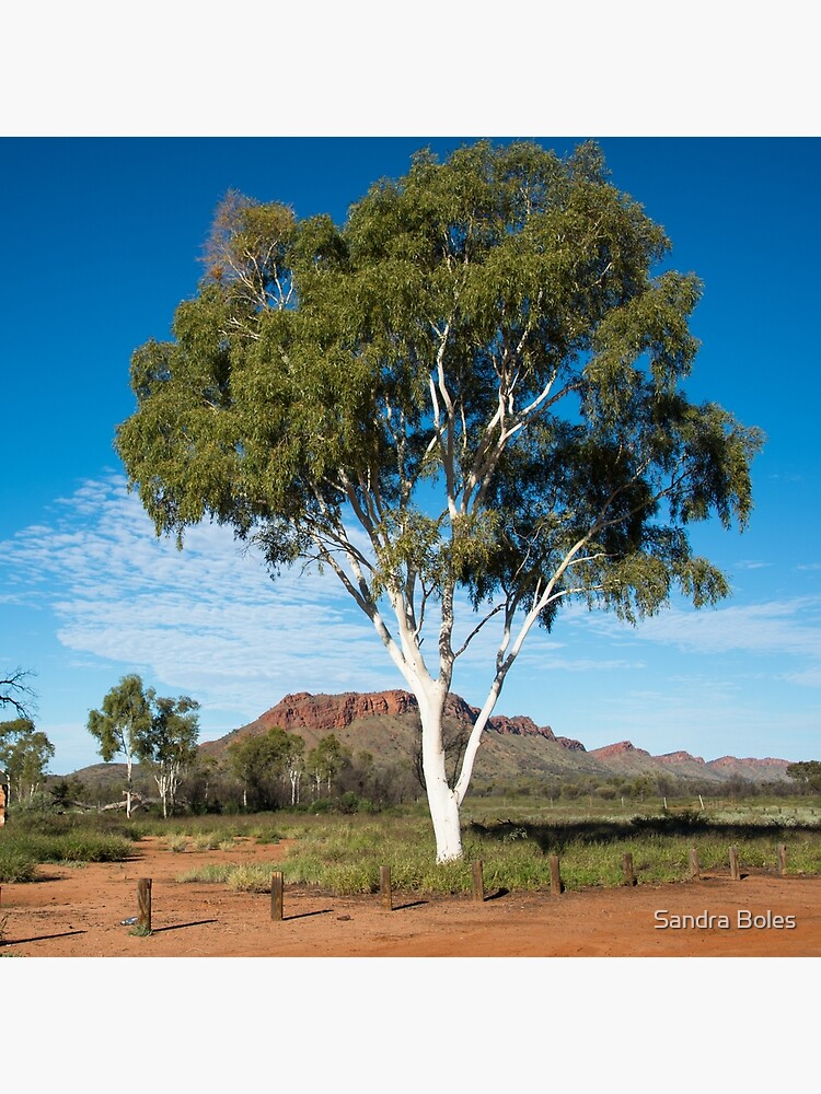 "Alice Springs Ghost Gum" Poster for Sale by Sandra Boles | Redbubble
