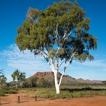 "Alice Springs Ghost Gum" Poster for Sale by Sandra Boles | Redbubble