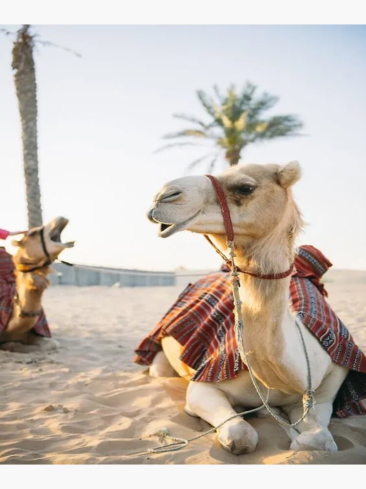 "funny camelflage art board" Sticker by DreamBigStore | Redbubble