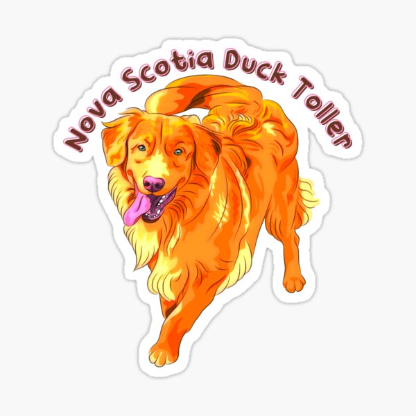 "Nova Scotia Duck Toller, toller dog,happy dog, " Sticker by TollerKing ...